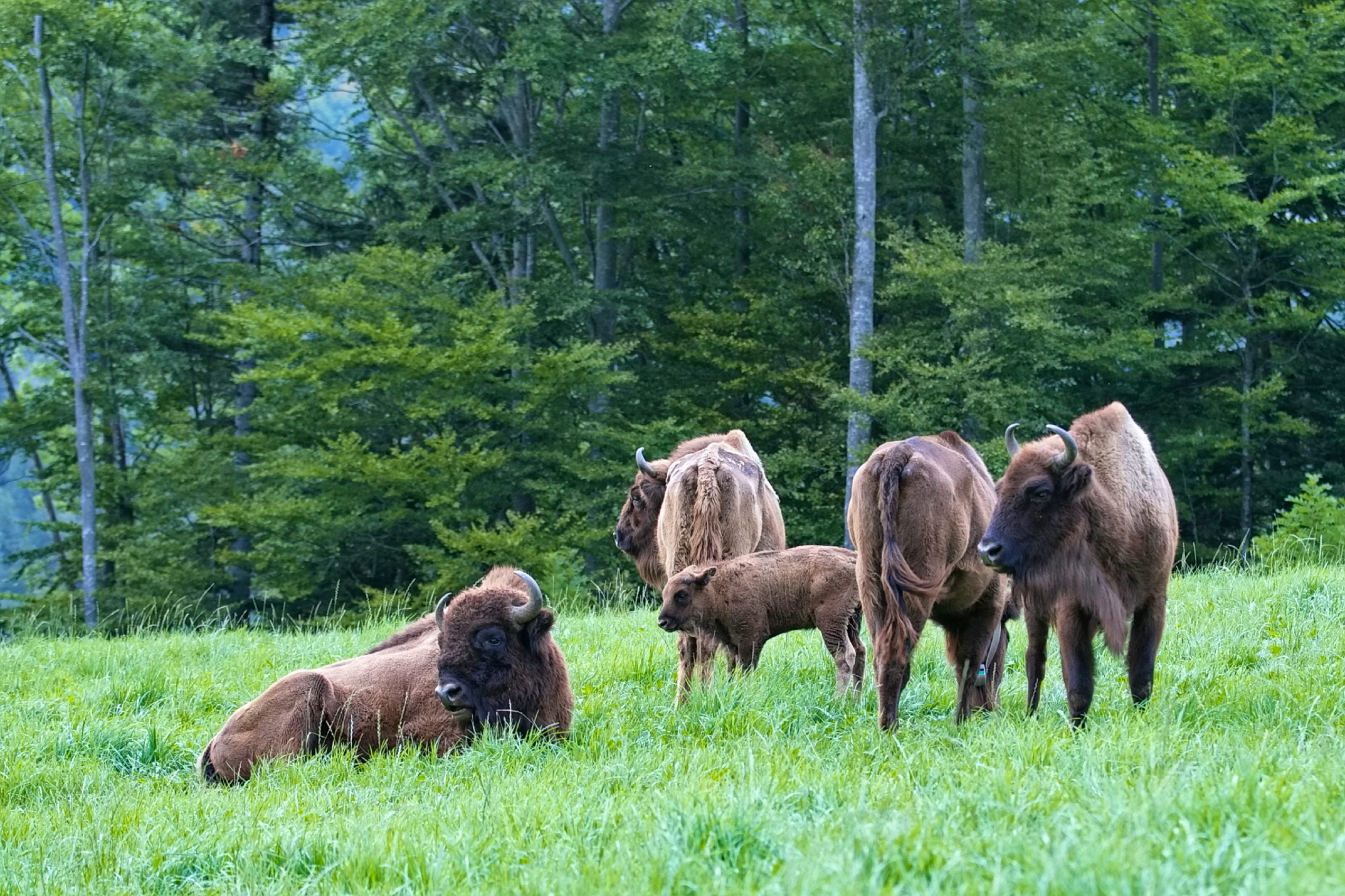 Bestaunen Sie Wisente im Naturpark Thal | SBB
